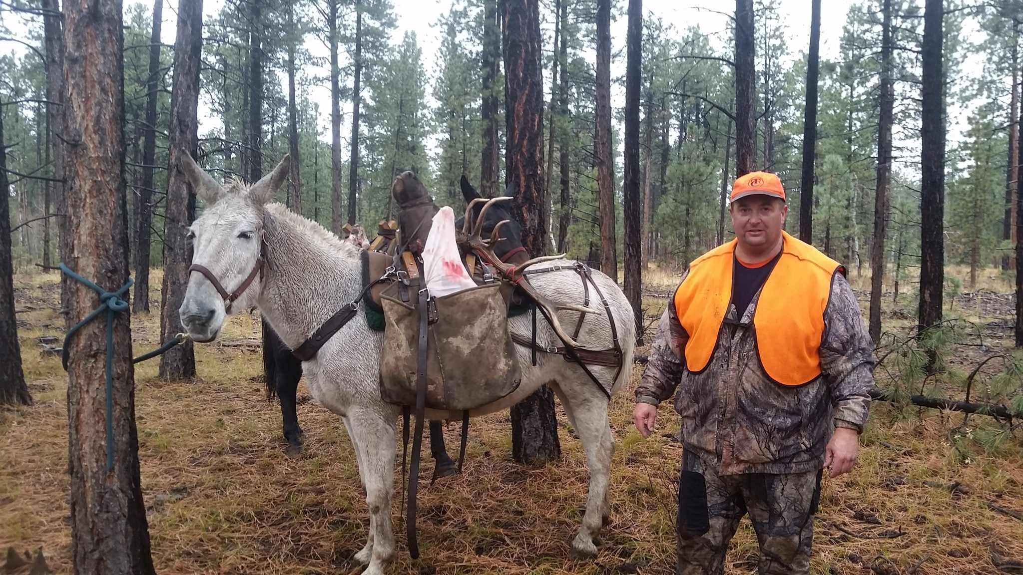 Guided Hunts – Western Colorado Outfitters